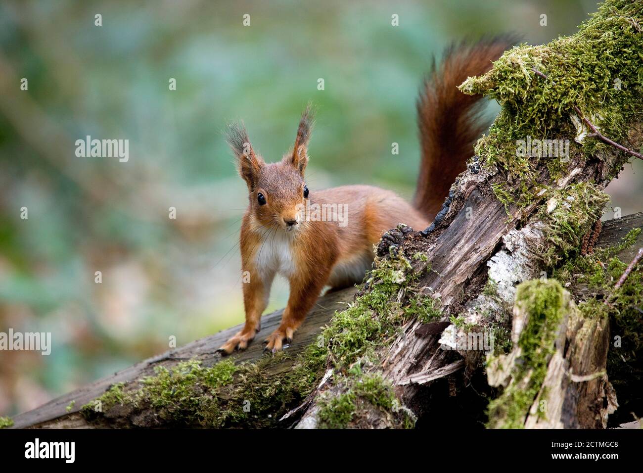 Red Squirrel, sciurus vulgaris, Adult standing on Stump, Normandy Stock ...