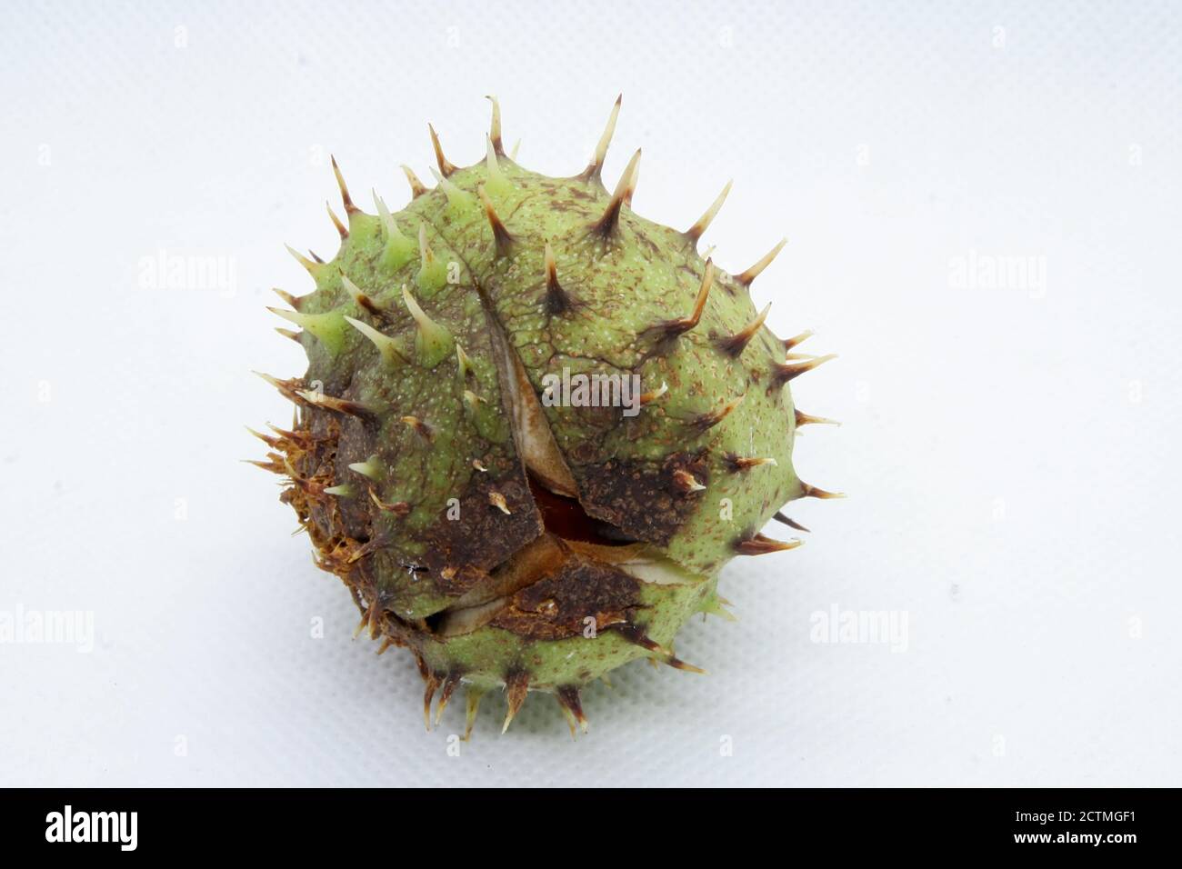 Wild Chestnut fruit. Chestnut in a shell Stock Photo - Alamy