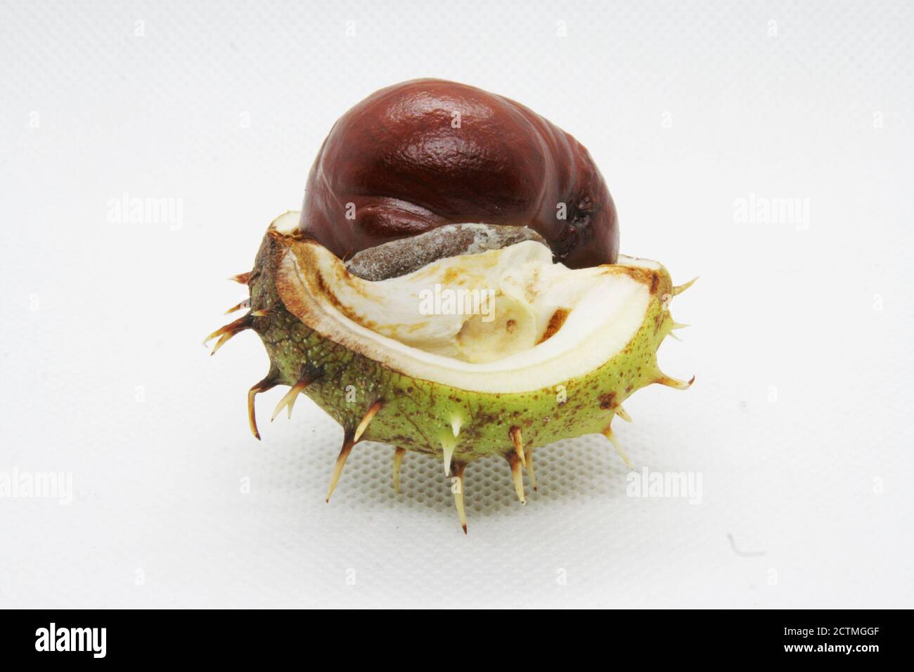 Wild Chestnut fruit. Chestnut in a shell Stock Photo - Alamy