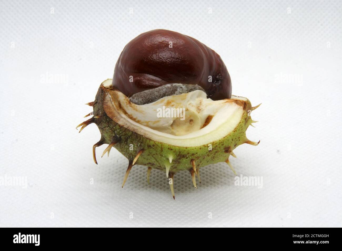 Wild Chestnut fruit. Chestnut in a shell Stock Photo - Alamy