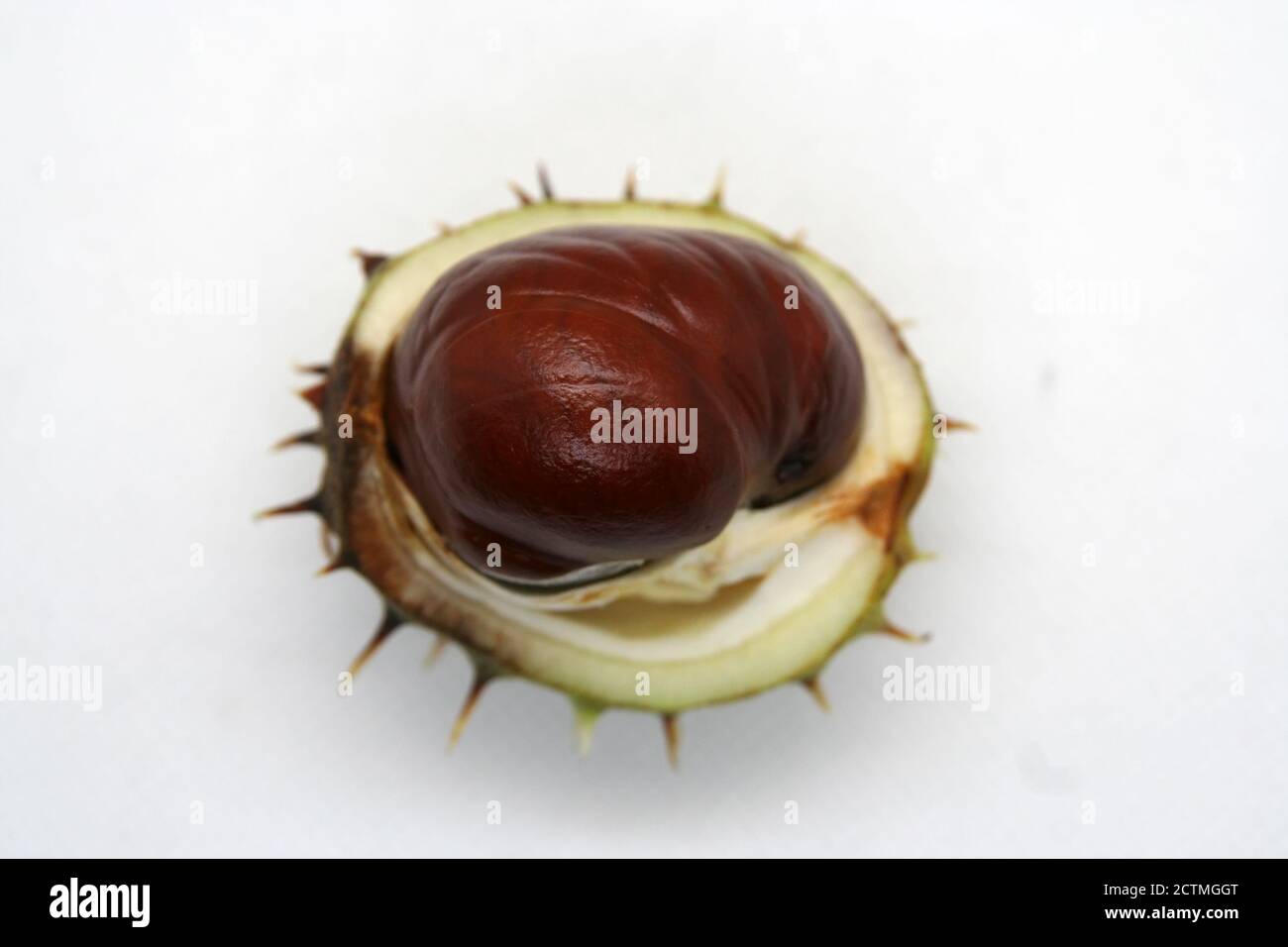 Wild Chestnut fruit. Chestnut in a shell Stock Photo - Alamy