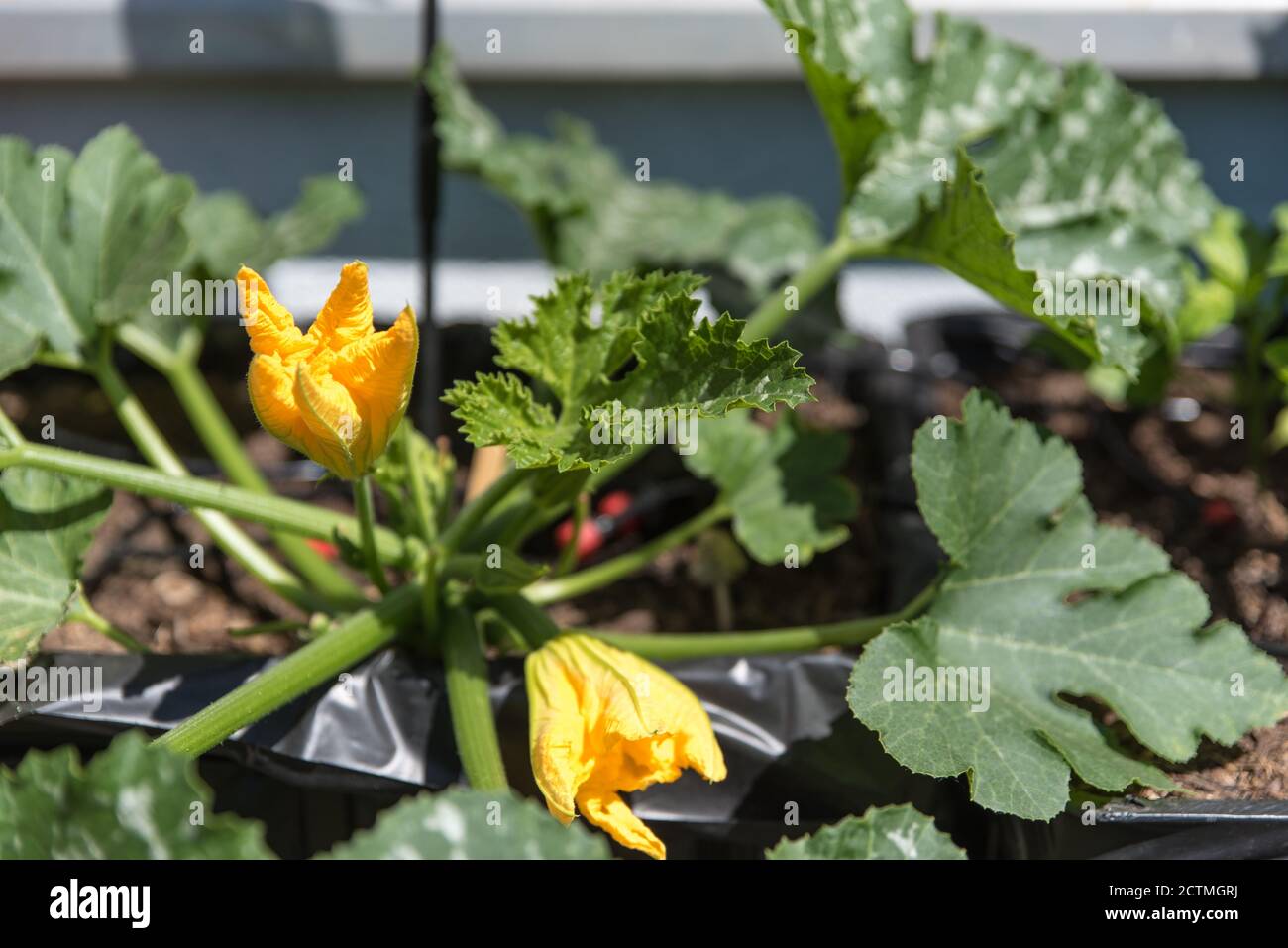 bright yellow blooming zucchini in summer garden Stock Photo - Alamy