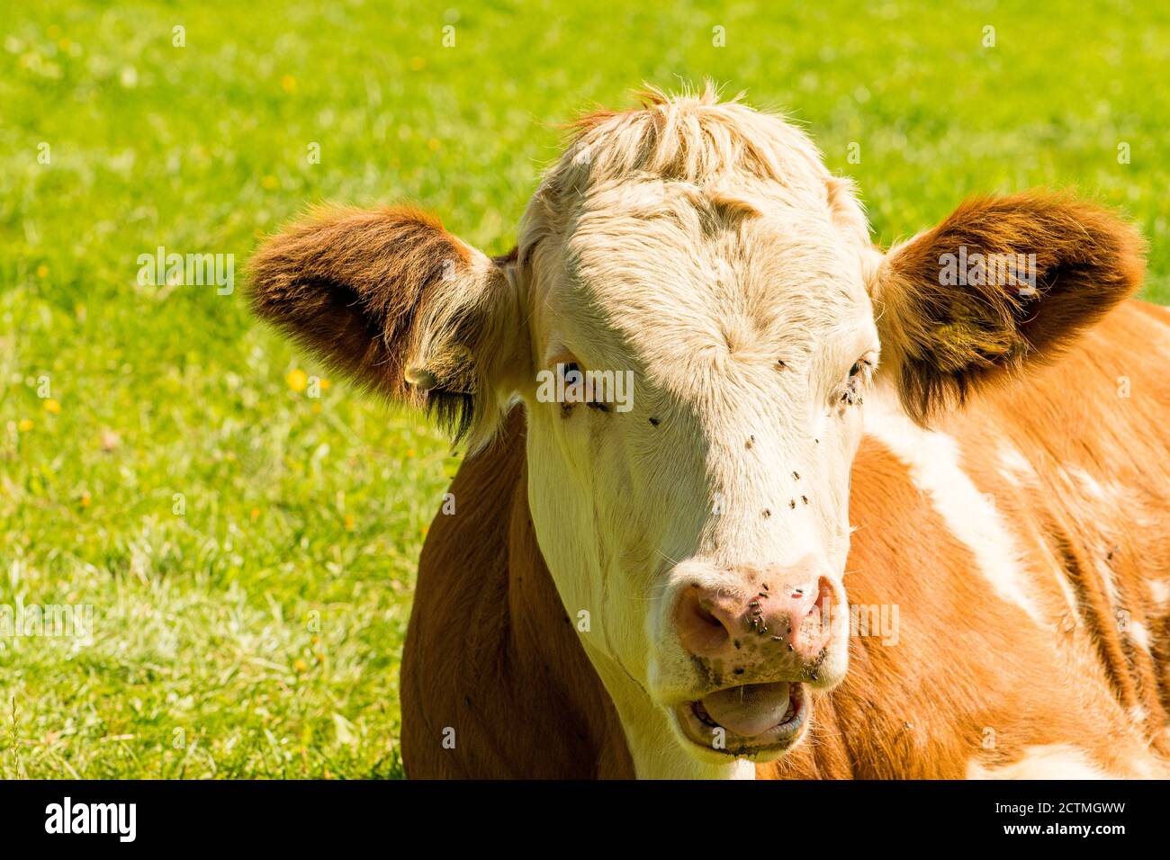 Head of a cow with many flies on the face Stock Photo - Alamy