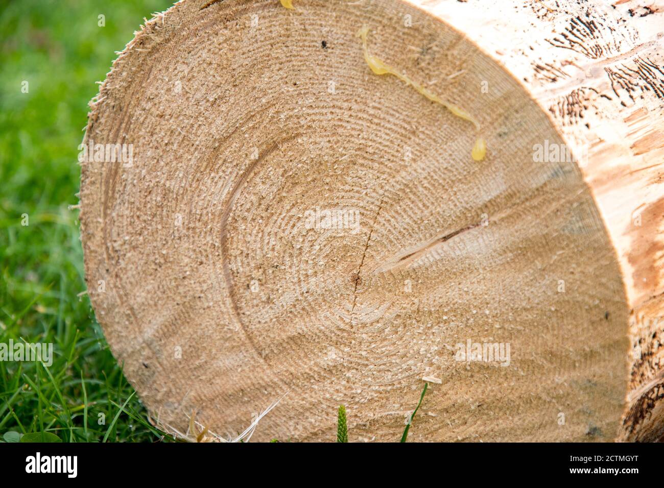Spruce trunk cut with resin Stock Photo - Alamy
