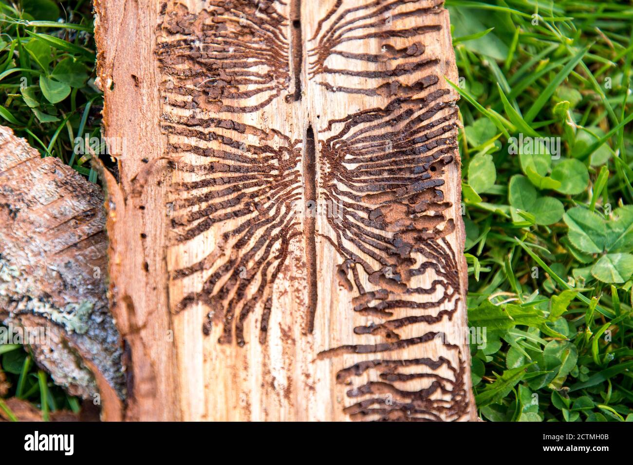 Bark beetle infested wood trunk is removed from bark Stock Photo - Alamy