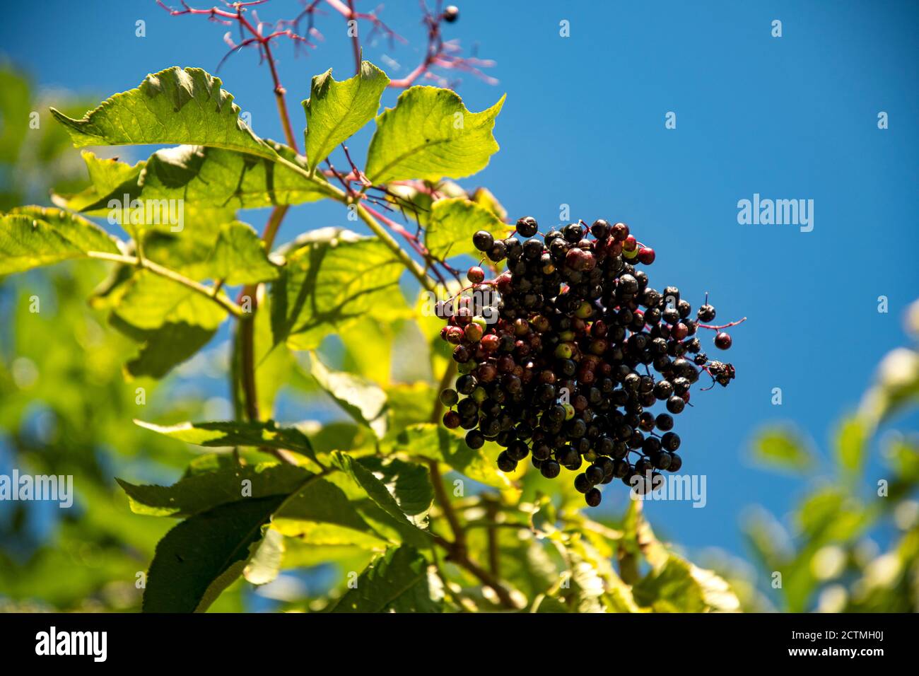 Jello tree hi-res stock photography and images - Alamy