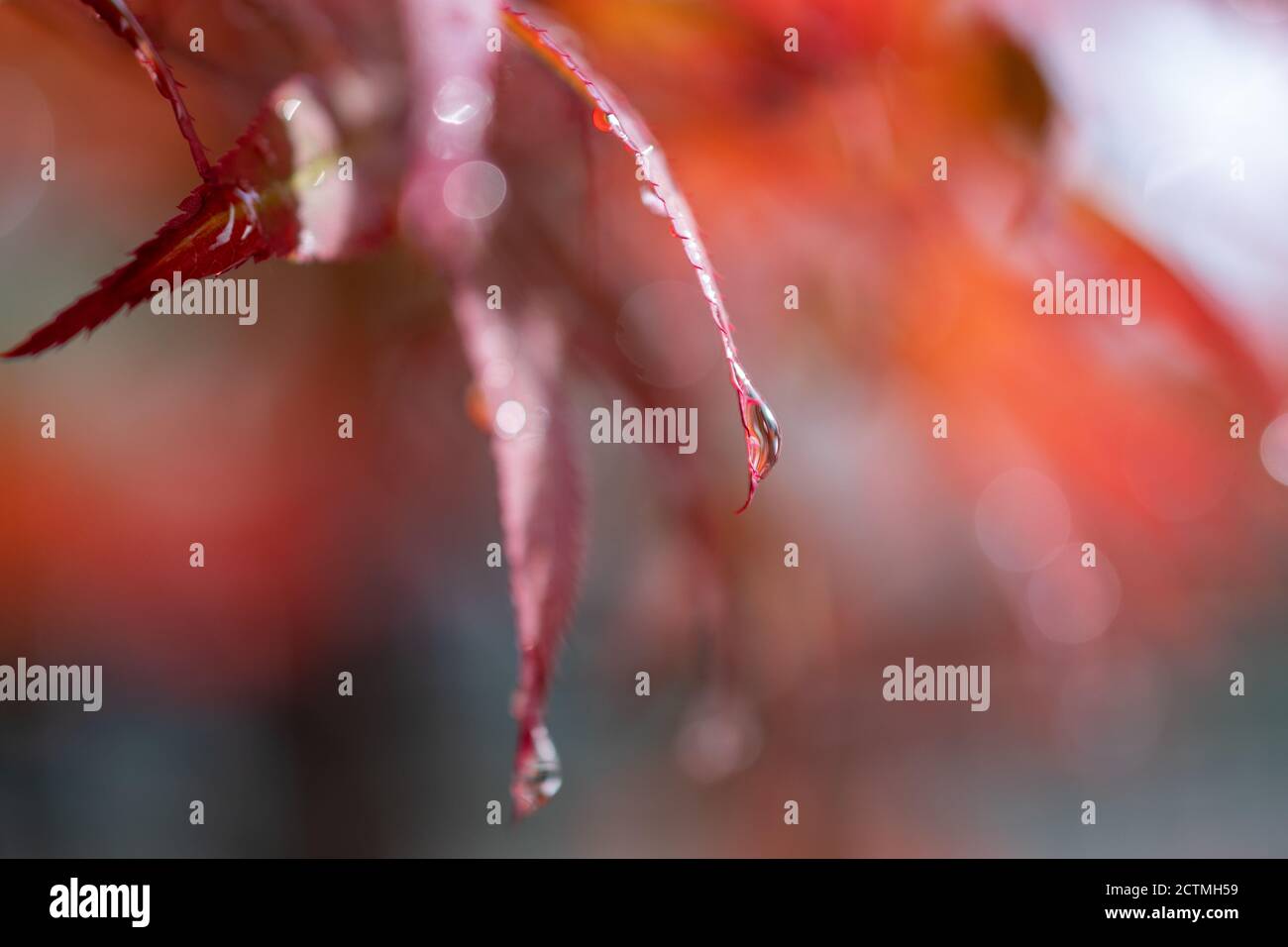 red maple leaf with tear Stock Photo - Alamy
