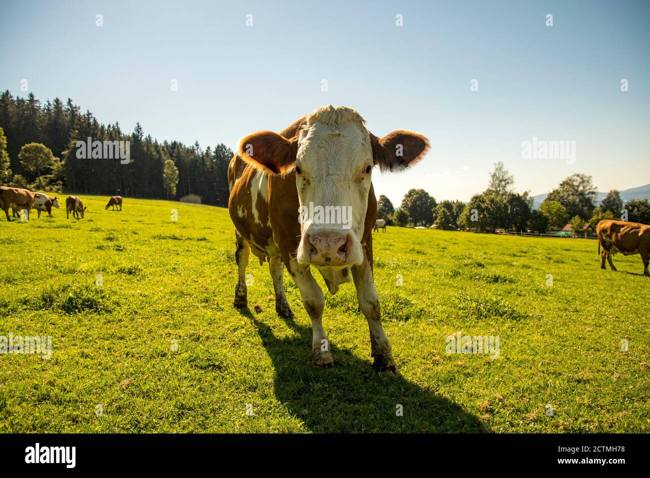 Beautiful cow bells hi-res stock photography and images - Alamy