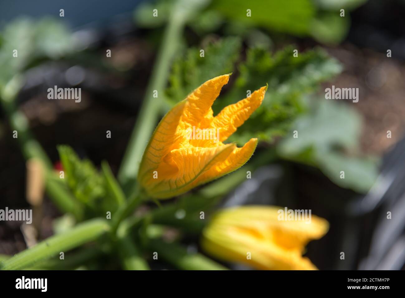 bright yellow blooming zucchini in summer garden Stock Photo - Alamy