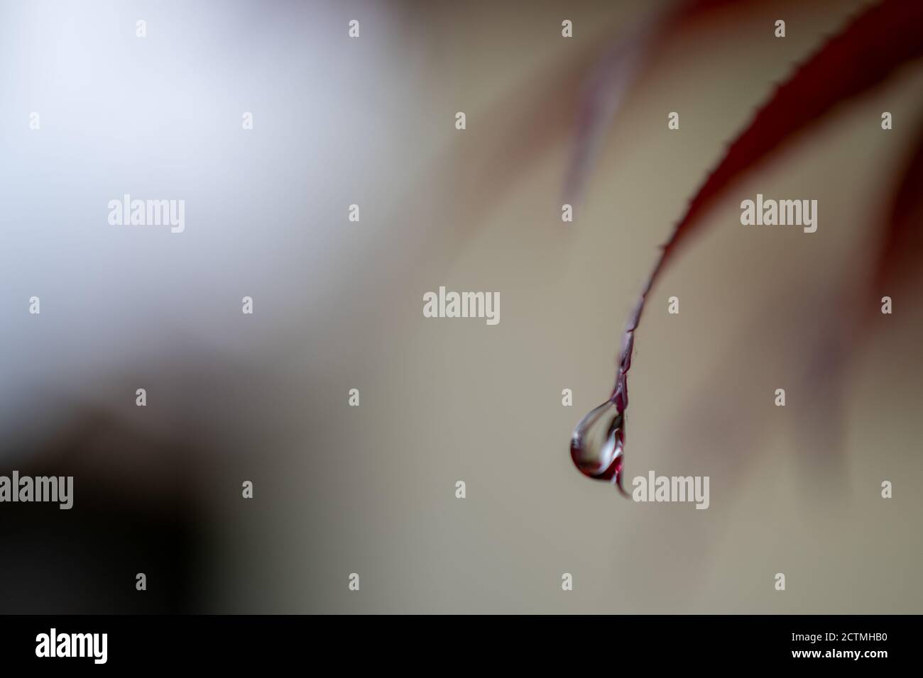 red maple leaf with tear Stock Photo - Alamy