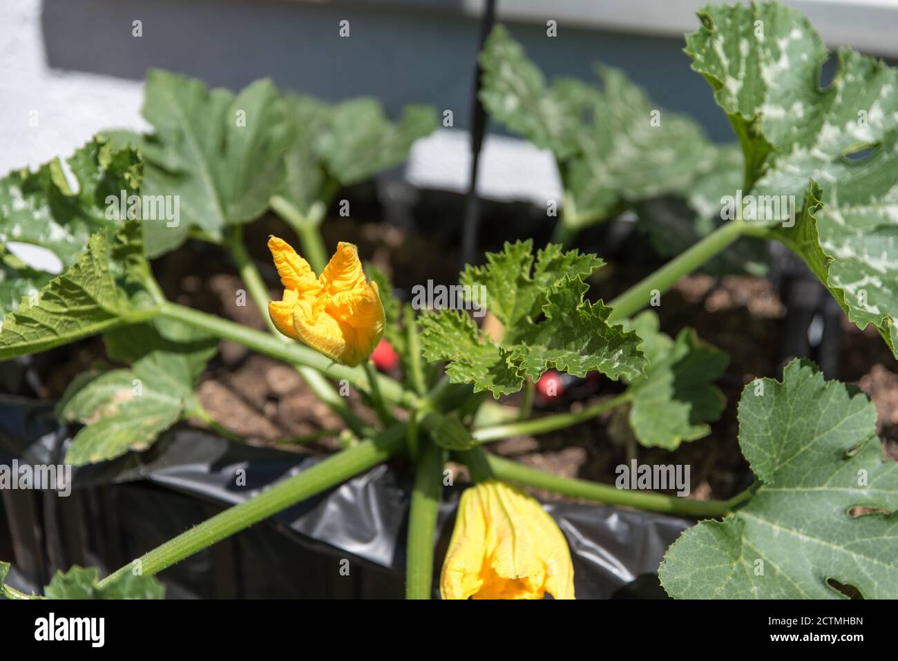 bright yellow blooming zucchini in summer garden Stock Photo - Alamy