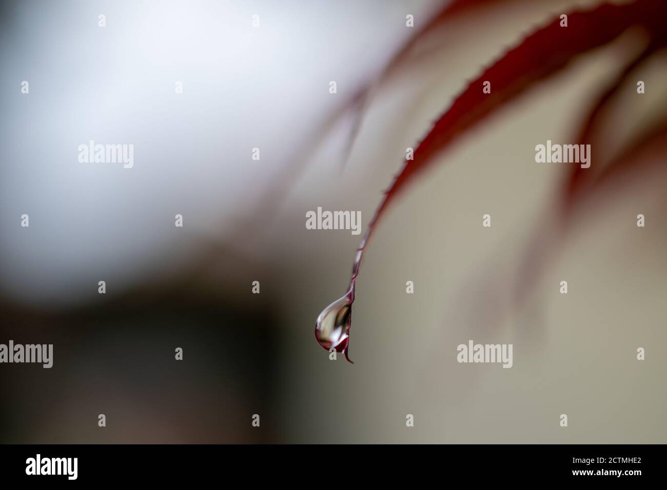 red maple leaf with tear Stock Photo - Alamy