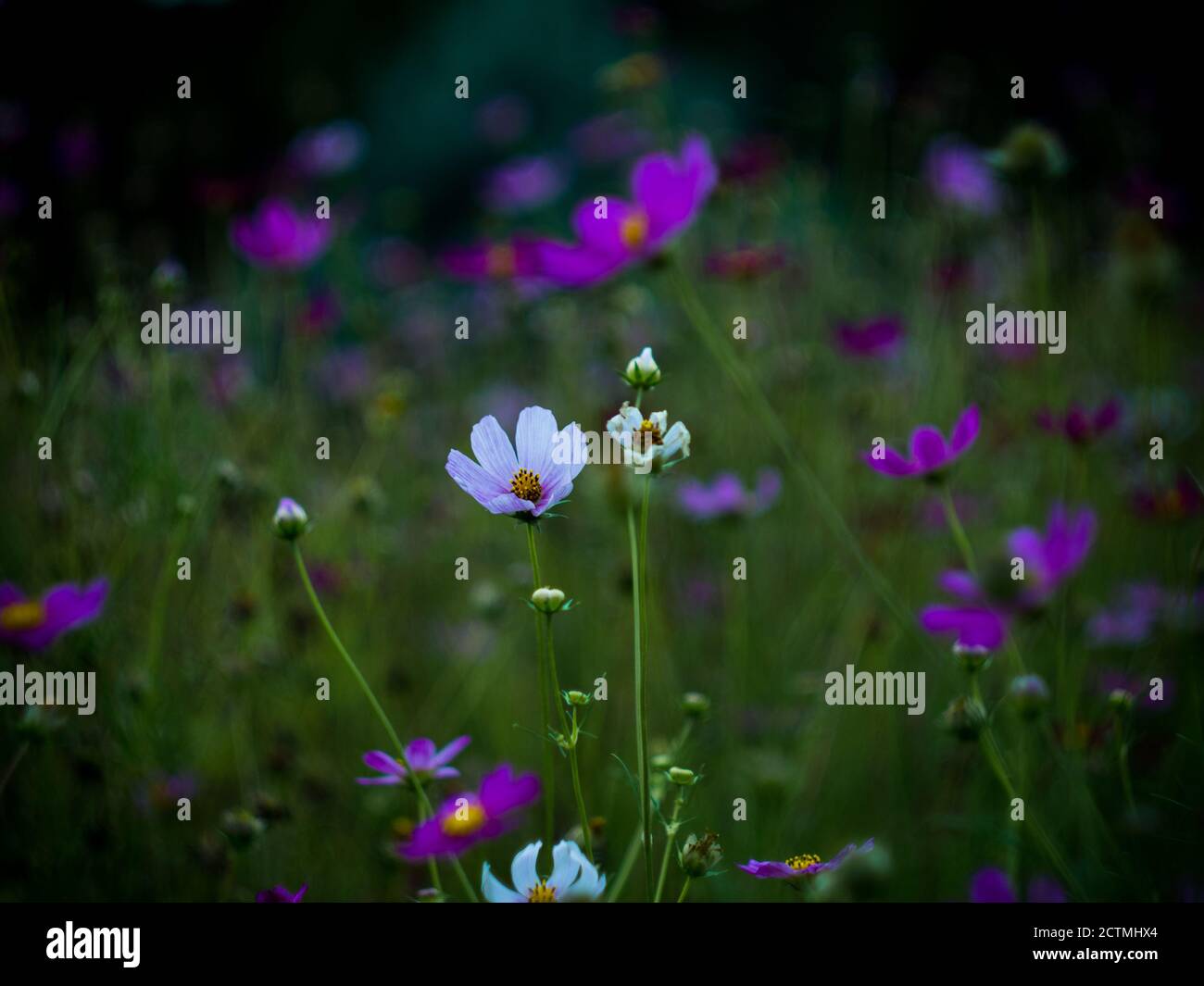 Beautiful colored flowers in field of Botanical garden in Prague, Czech ...