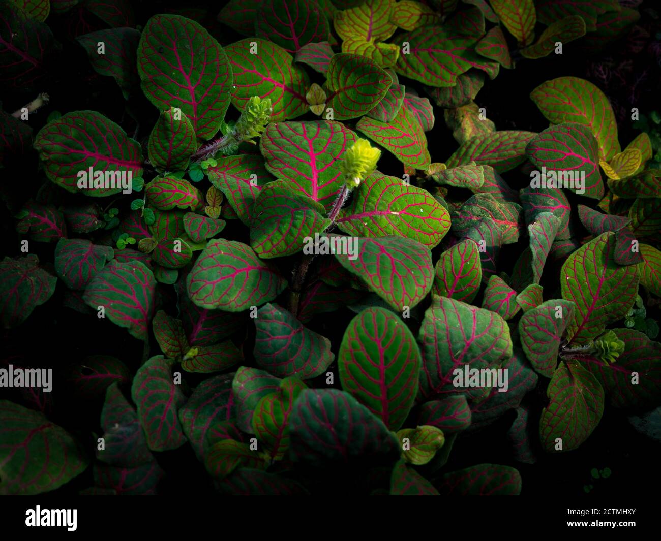 Beautiful colored leaves of unique plants in Botanical garden in Prague ...
