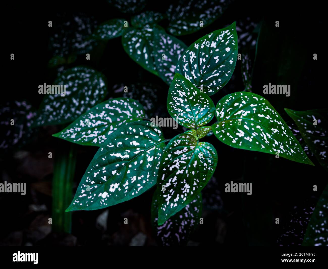 Beautiful colored leaves of unique plants in Botanical garden in Prague ...