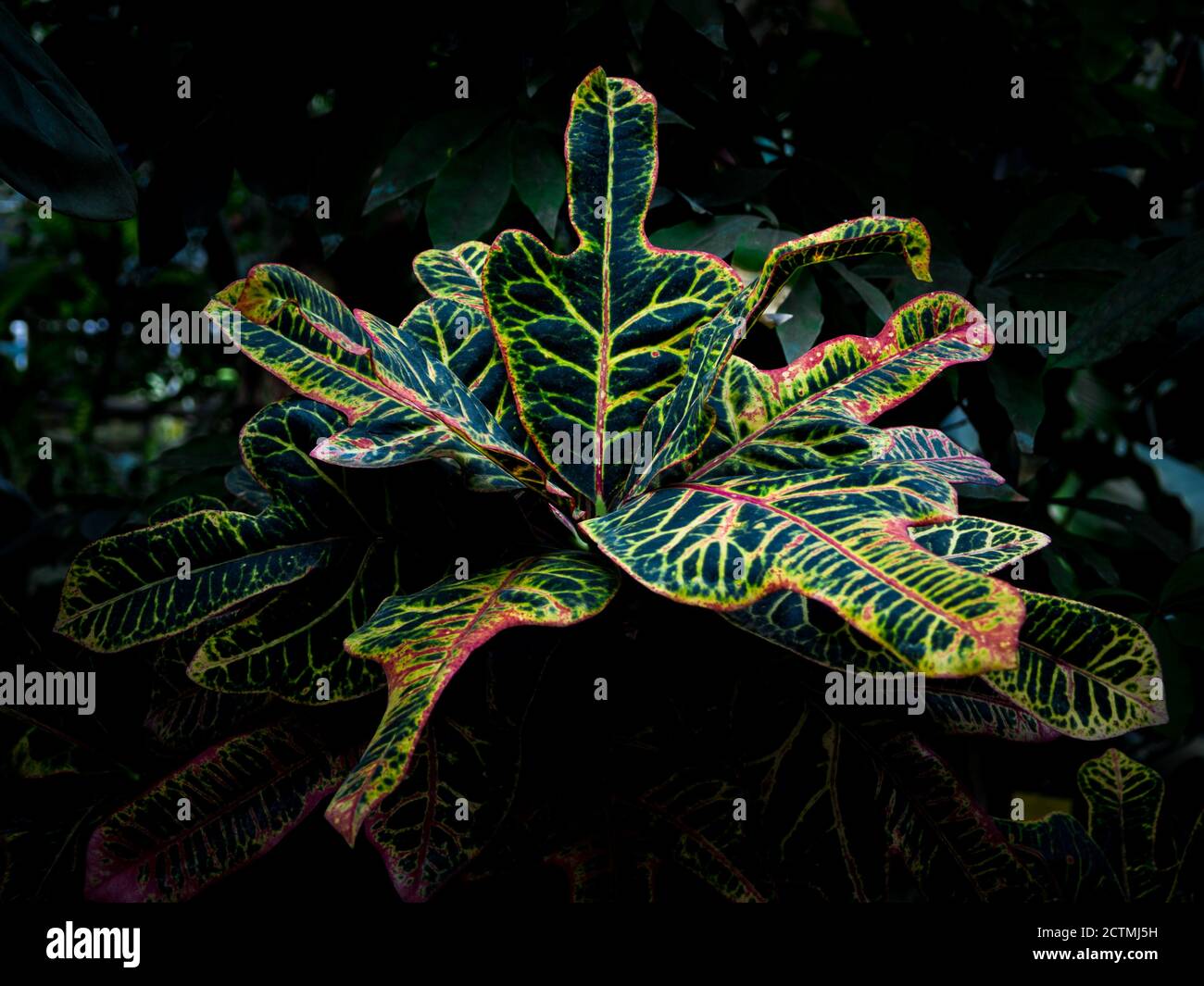 Beautiful colored leaves of unique plants in Botanical garden in Prague ...