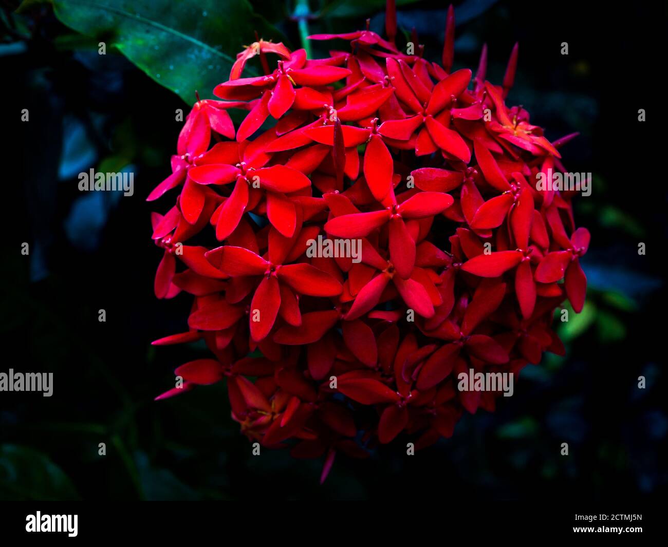 Beautiful colored flower in Botanical garden in Prague, Czech Republic ...