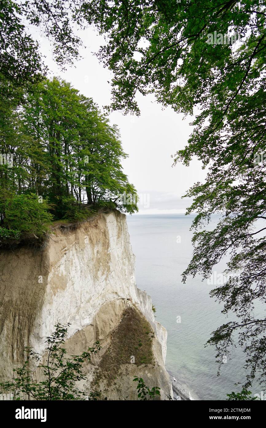 tree on cliff of Mons klint, Moen Island, Denmark - portrait format ...
