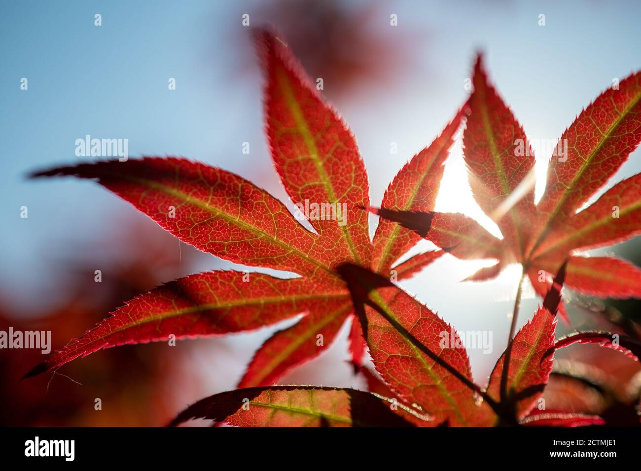 red maple leaf Stock Photo - Alamy