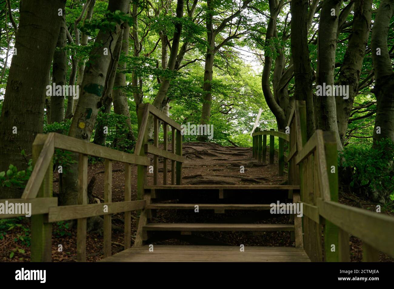 Wooden staircase in forest hi-res stock photography and images - Alamy