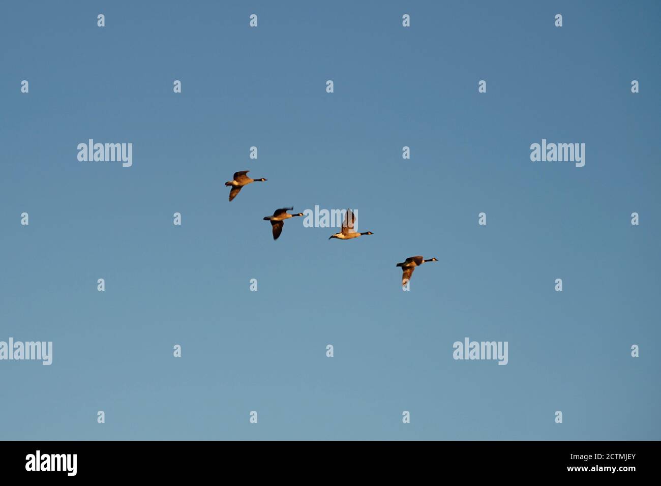 Formation brant goose hi-res stock photography and images - Alamy
