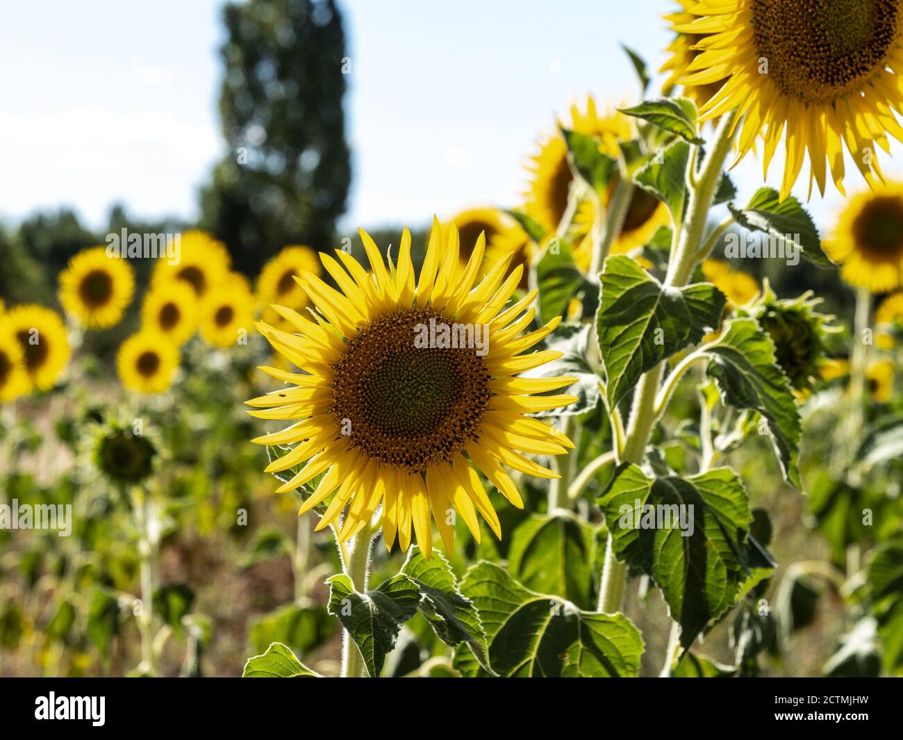 Sunflower fields spain hi-res stock photography and images - Alamy