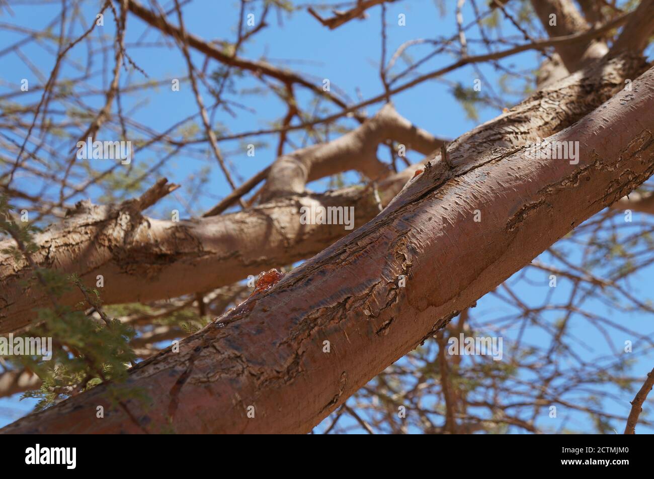 Gum arabic tree hi-res stock photography and images - Alamy