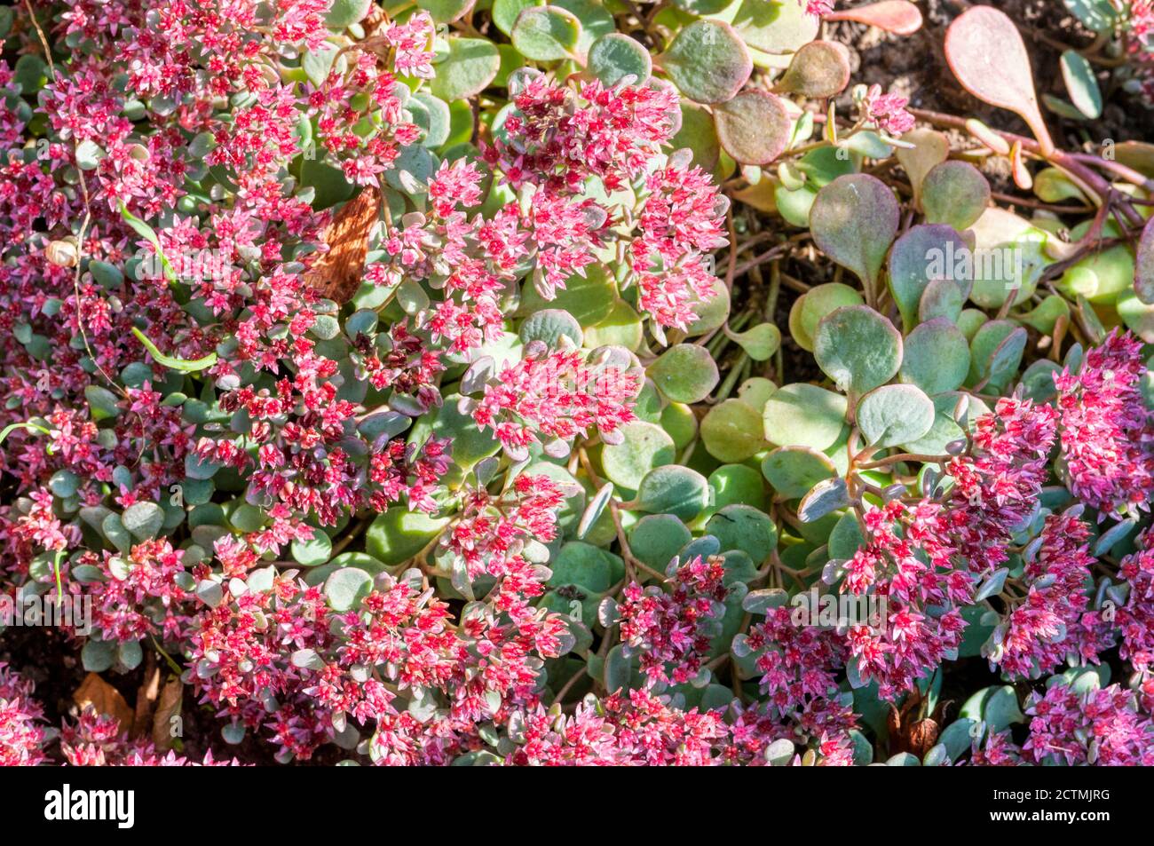 Pink Mongolian Stonecrop, Sedum ewersii Stock Photo - Alamy