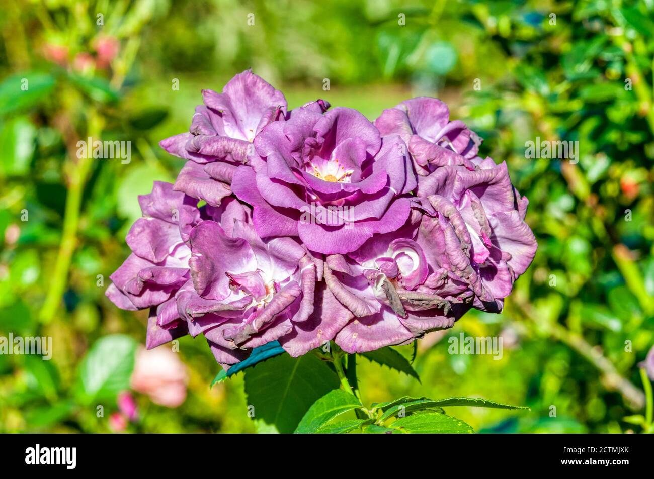 Rhapsody in blue hi-res stock photography and images - Alamy