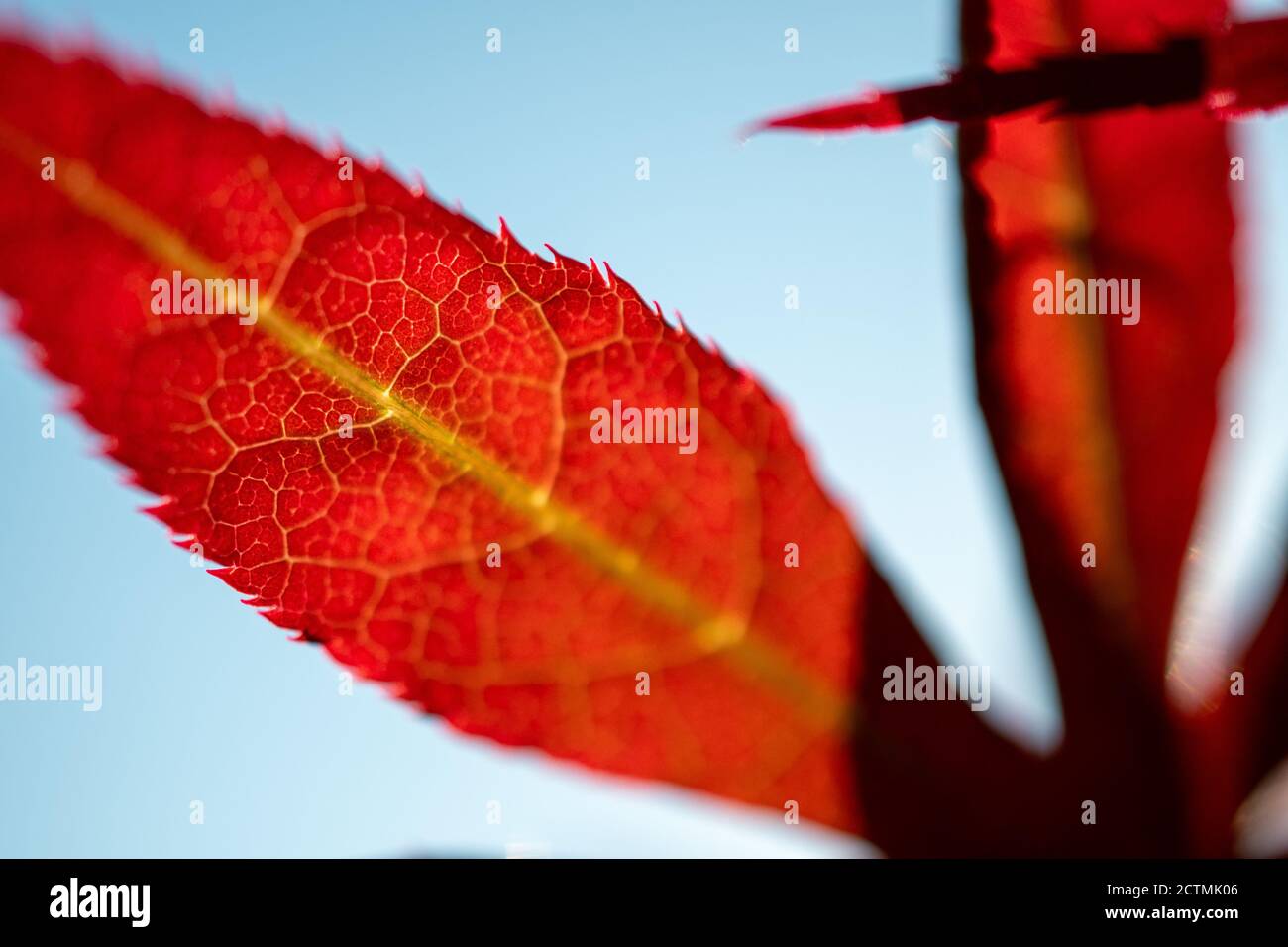 red maple leaf Stock Photo - Alamy