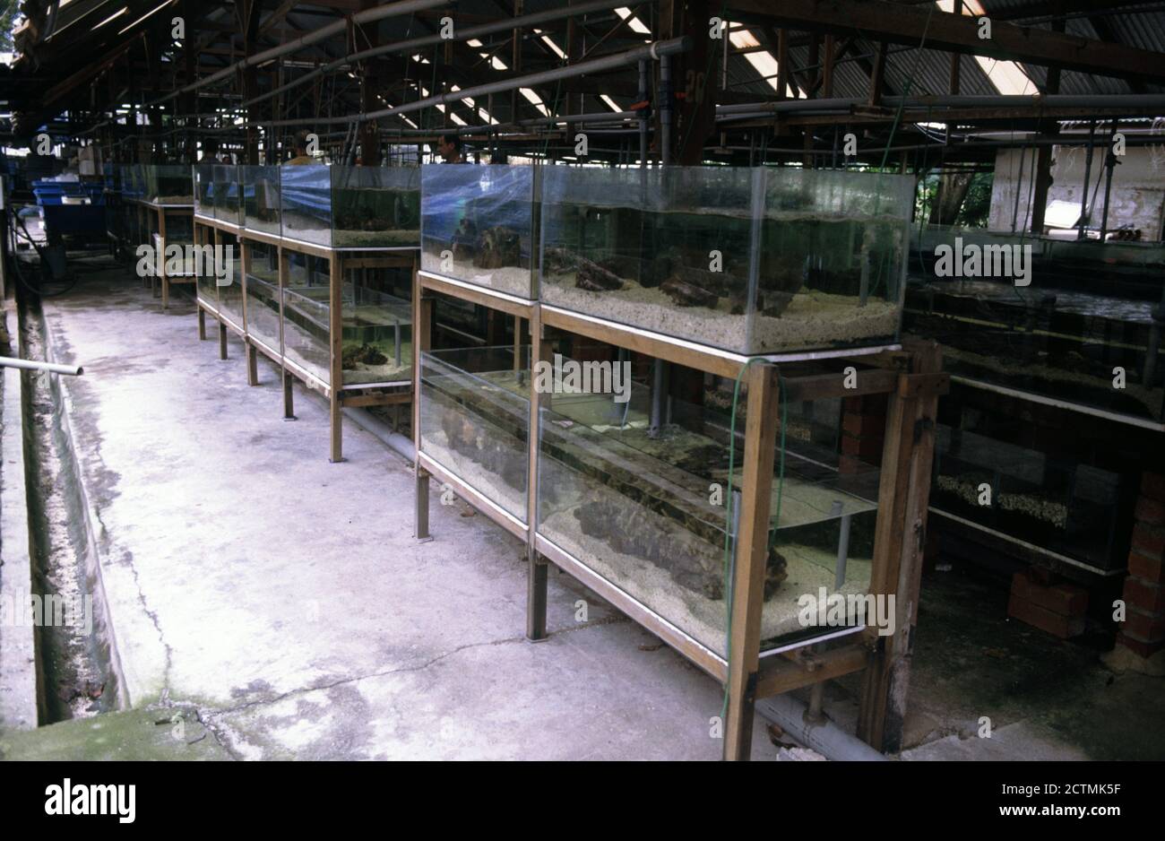Warehouse of singaporian exporter in tropical marine aquarium fishes ...