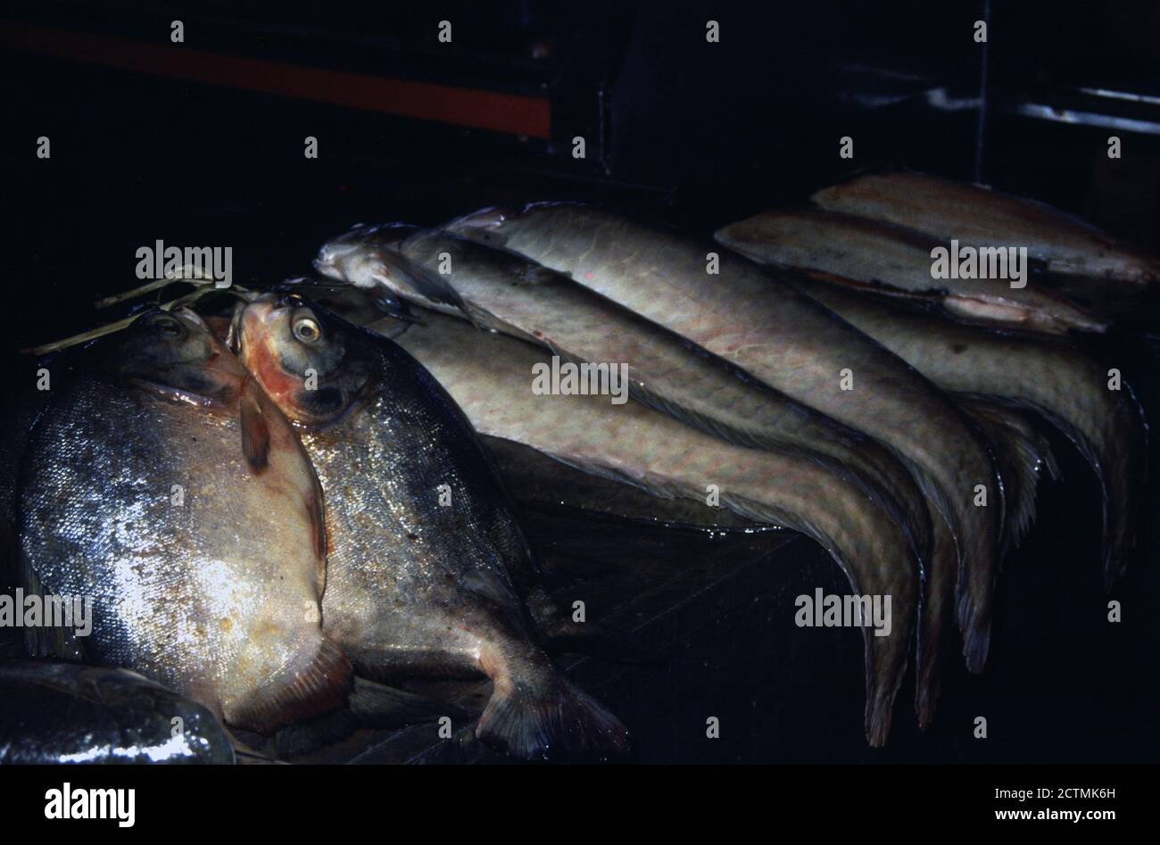 Amazon fishes for sale on Manaus fish market, Brasil Stock Photo - Alamy
