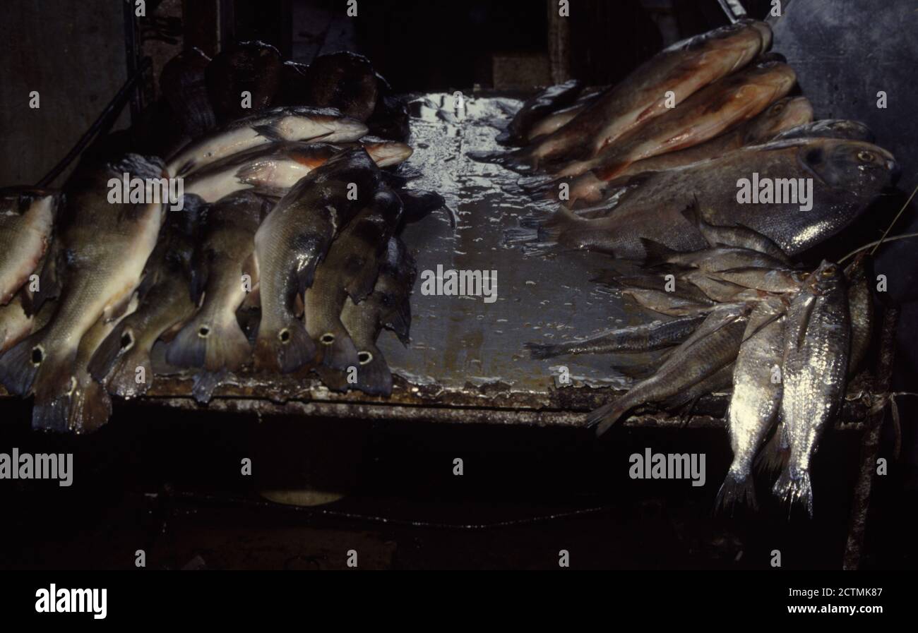 Amazon fishes for sale on Manaus fish market, Brasil Stock Photo - Alamy