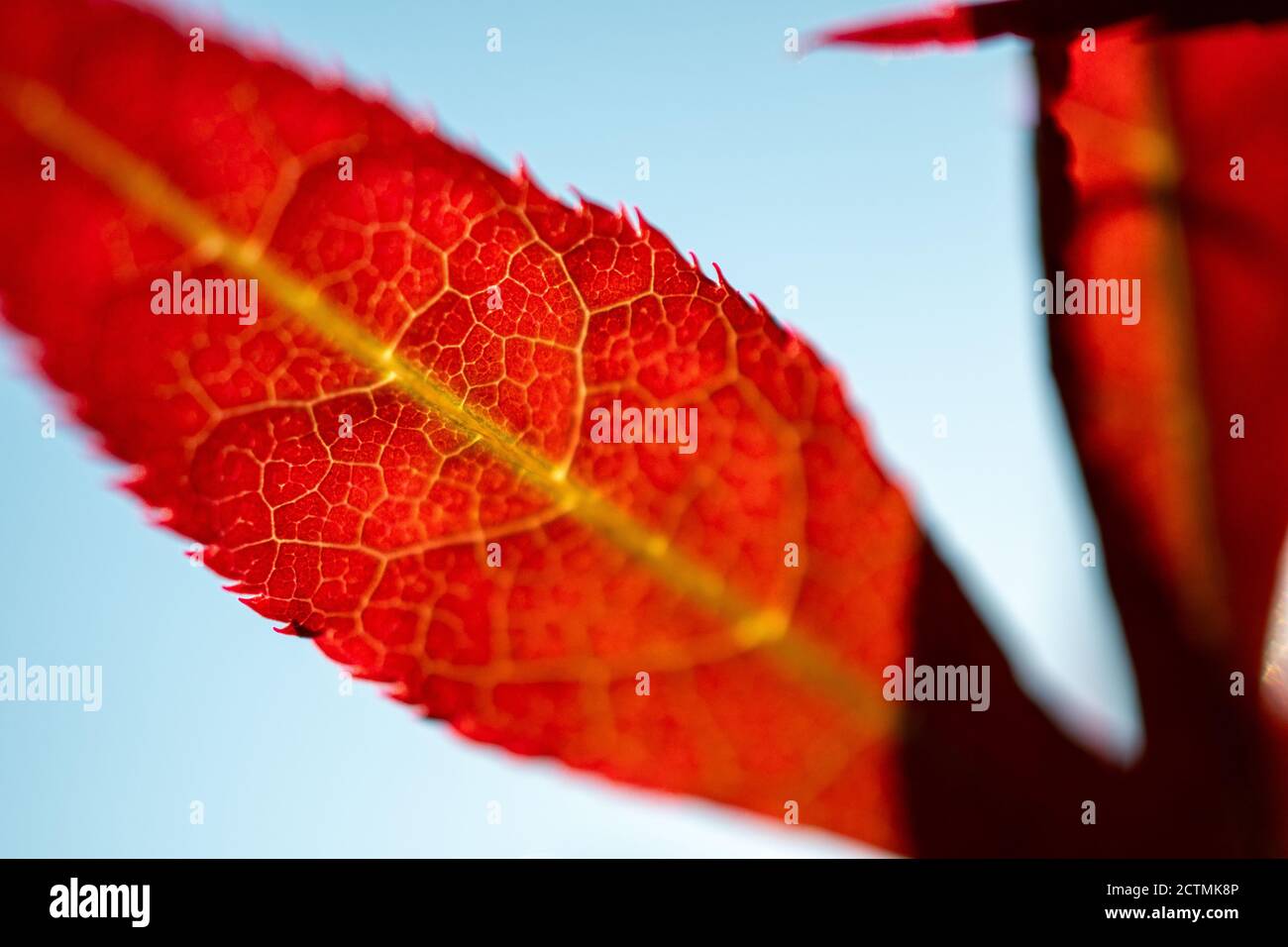 red maple leaf Stock Photo - Alamy