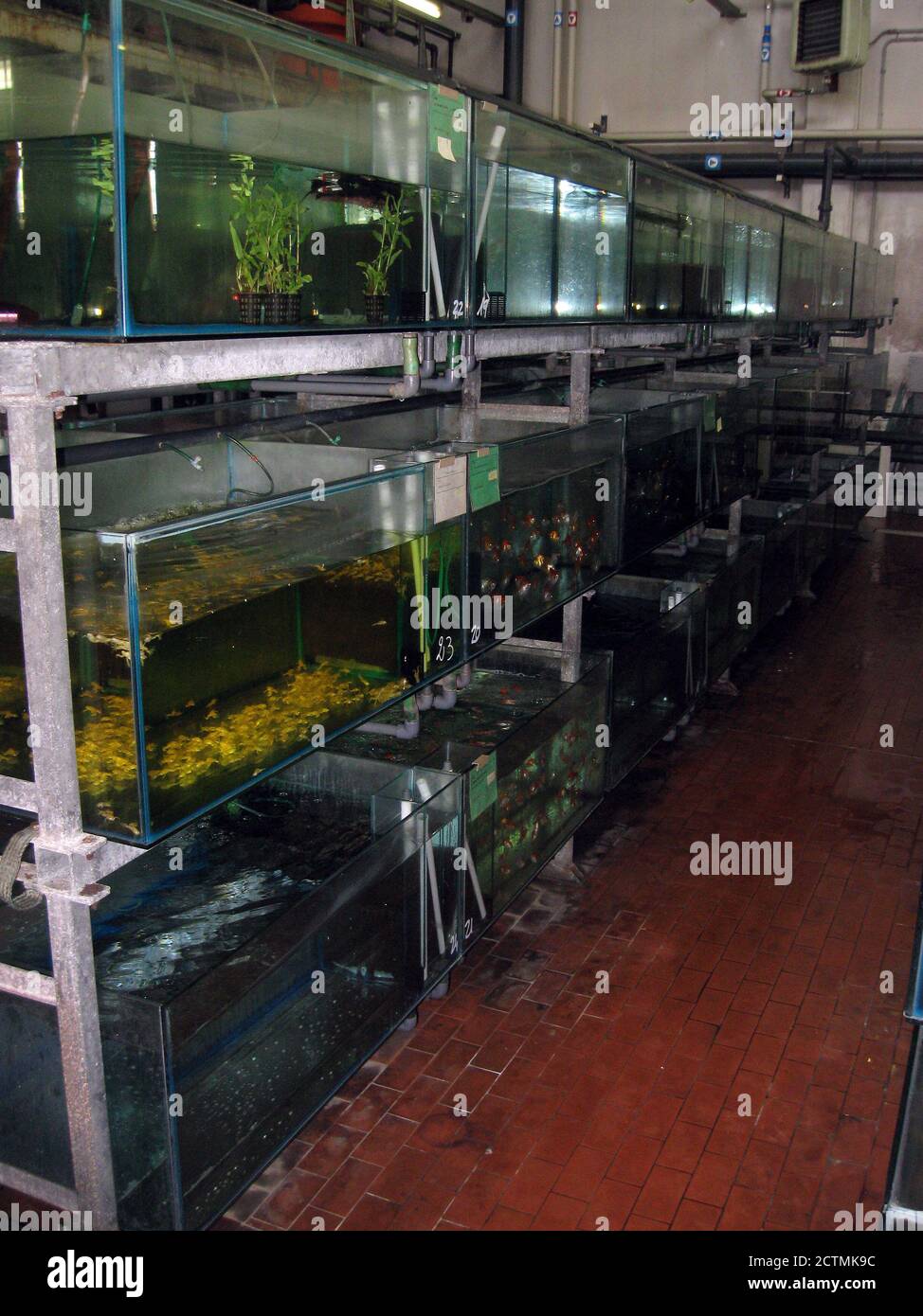 Wholesaler warehouse for tropical aquarium fish and invertebrates Stock ...