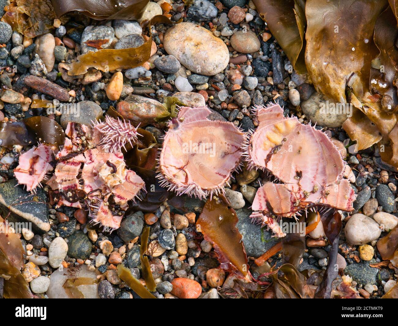 The empty shell of a sea urchin immediately after being broken by a sea ...