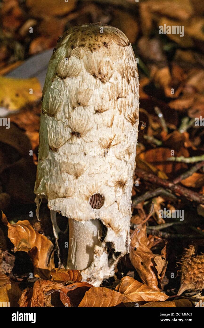 Detail of a Single Newly Emerged and Nibbled Shaggy Ink Cap Fungus ...