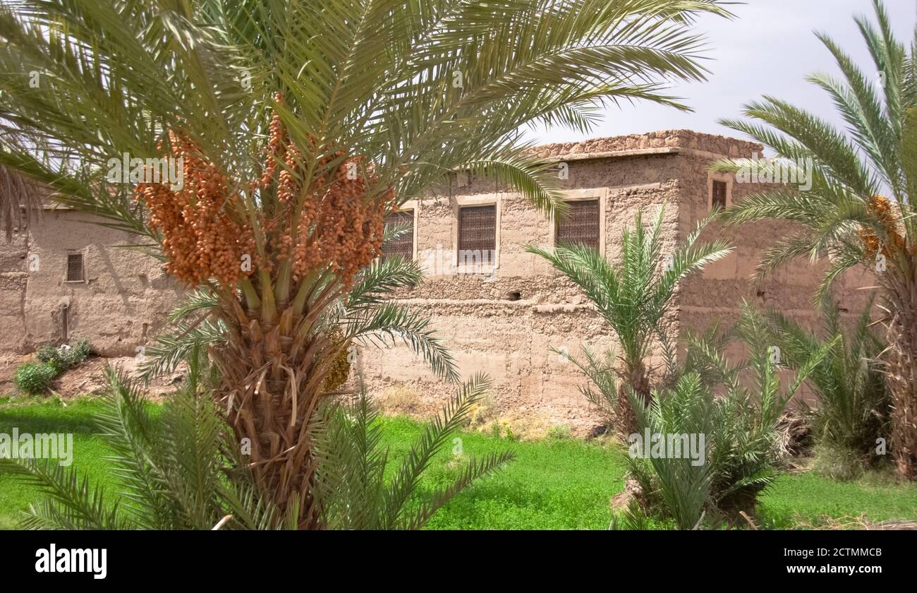 Panoramic view of beautiful Moroccan palm tree oasis and old buildings ...
