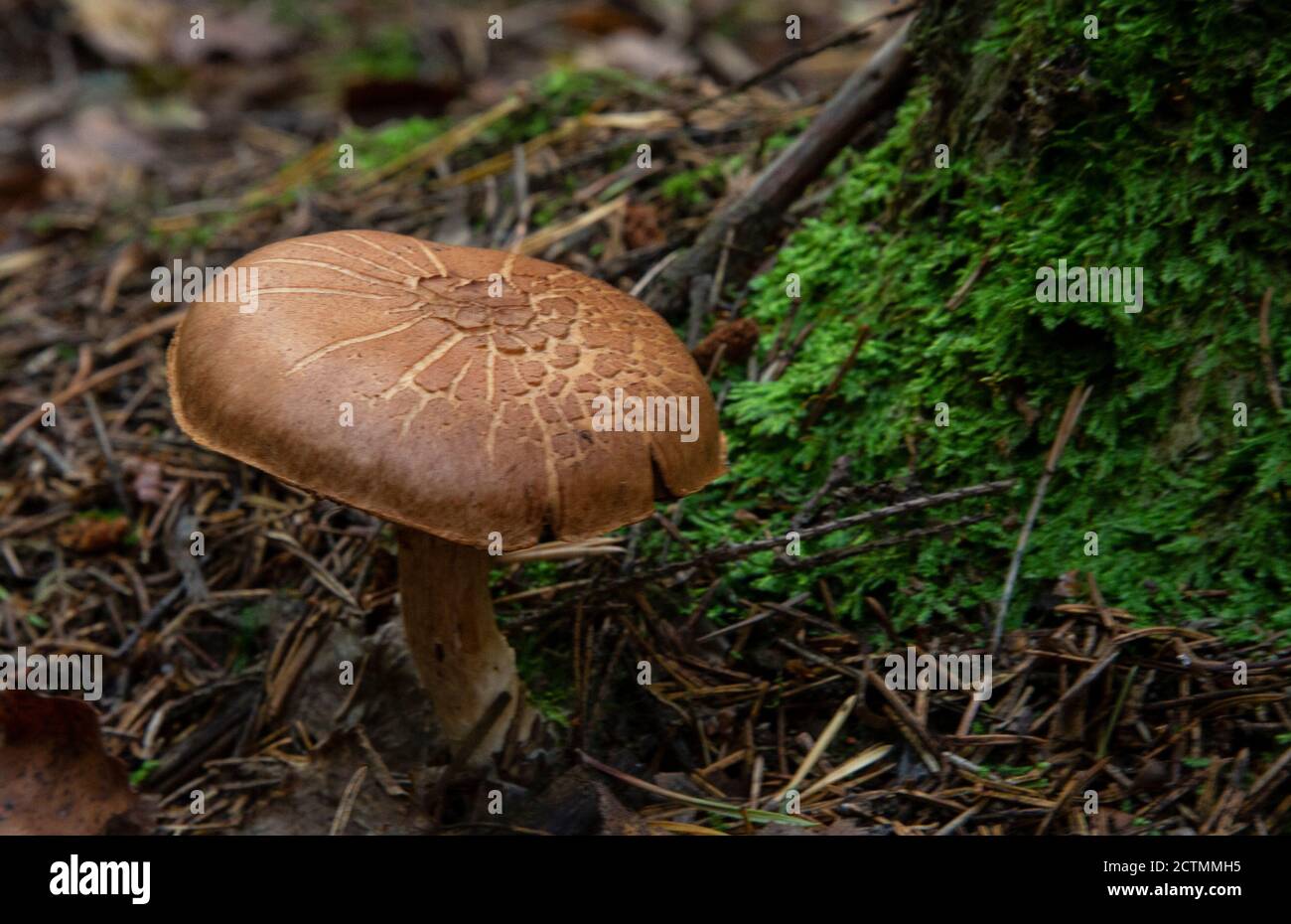 Clouded agaric mushroom Clitocybe nebularis . One of a troop of ...