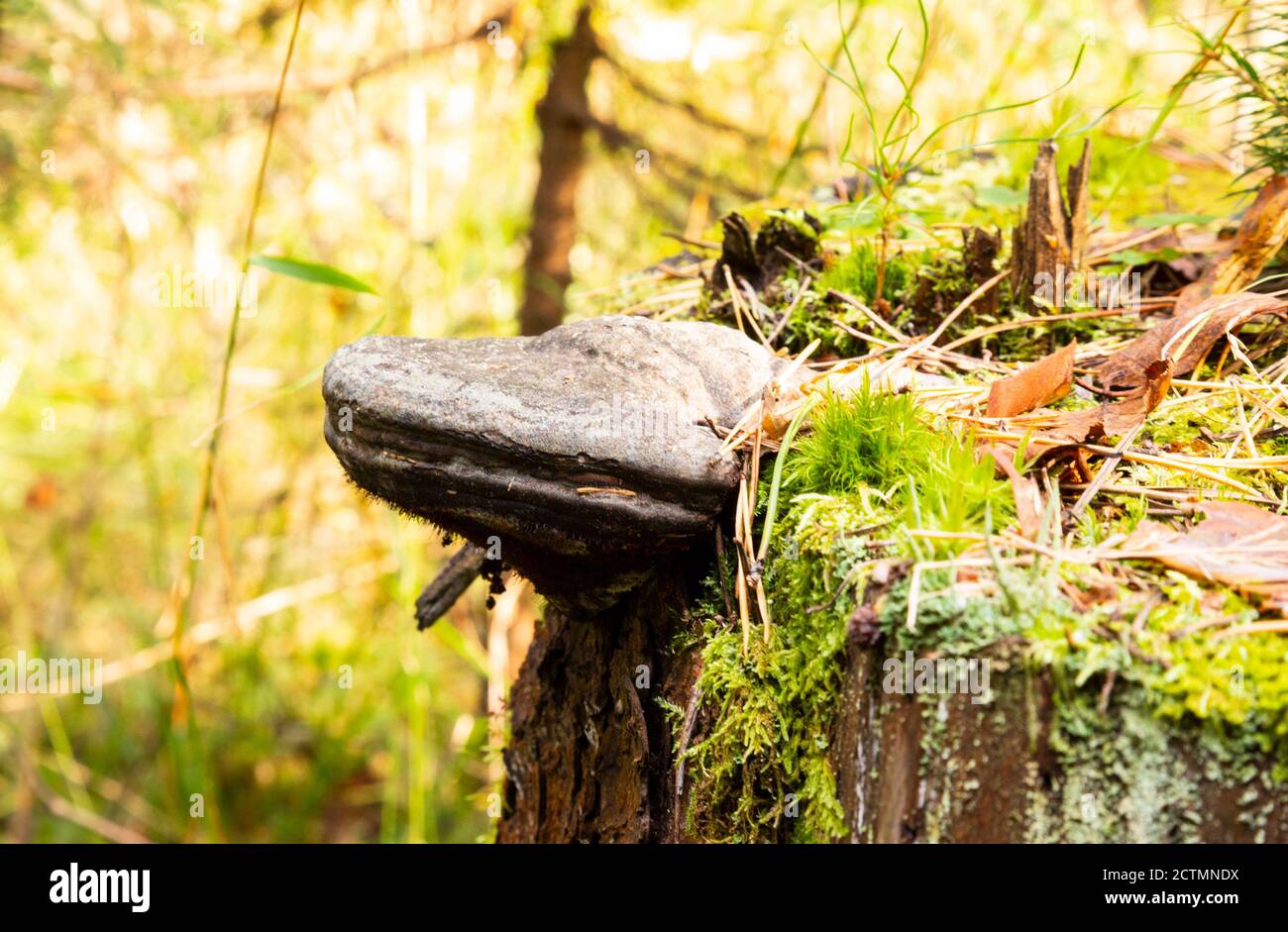 a parasitic fungus on the trunk of a dead tree Stock Photo - Alamy