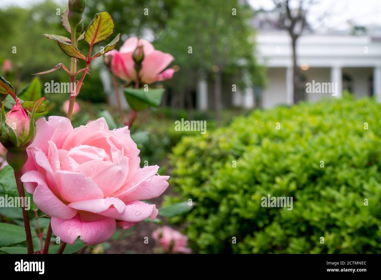 On May 3, 2020, roses in the White House Rose Garden were seen in full ...