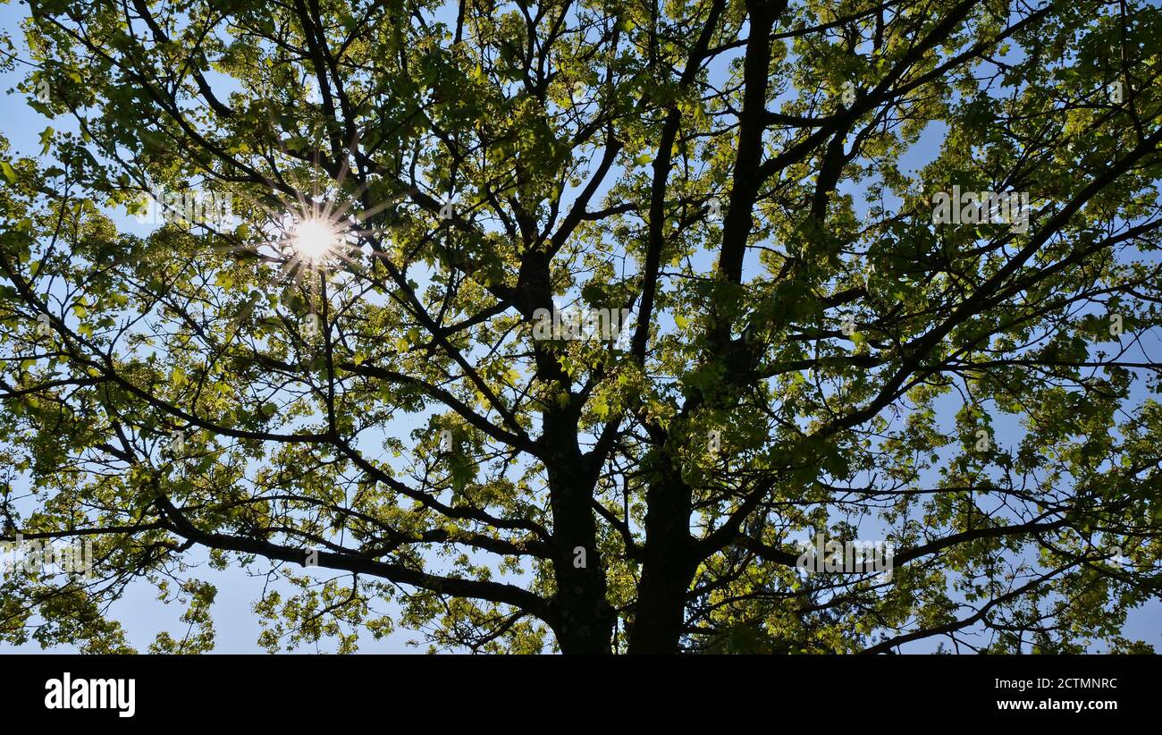 Crown of growing maple tree (sapindaceae) with bright green leaves shot ...