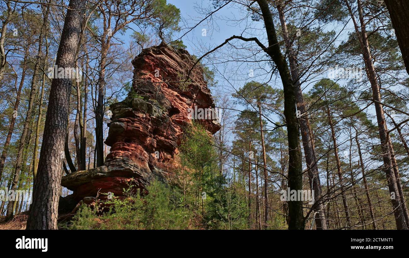 Forest Rock Formations