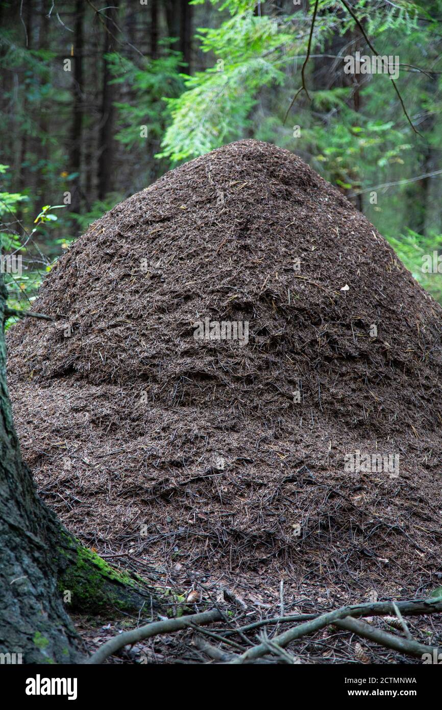 Big anthill in the forest. Huge house of ants Stock Photo - Alamy