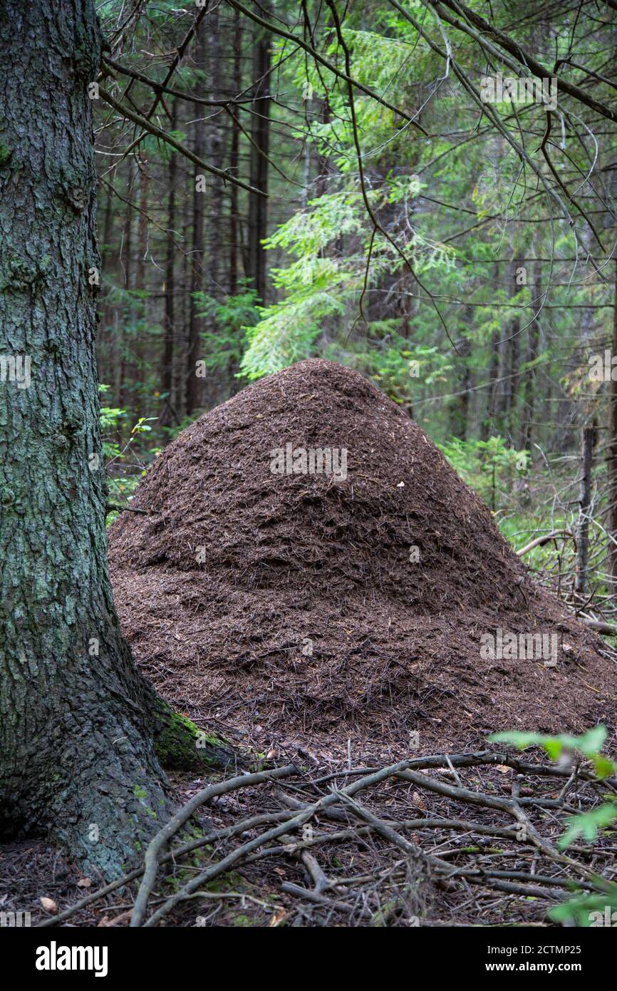 Big anthill in the forest. Huge house of ants Stock Photo - Alamy