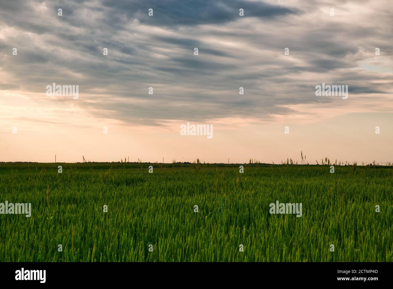 Wheat field at sunset. Agricultural landscape. Spring Stock Photo - Alamy