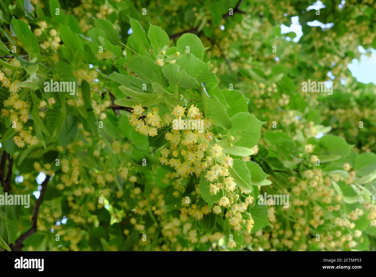 Flowers of linden tree. Branches of blooming linden Stock Photo - Alamy