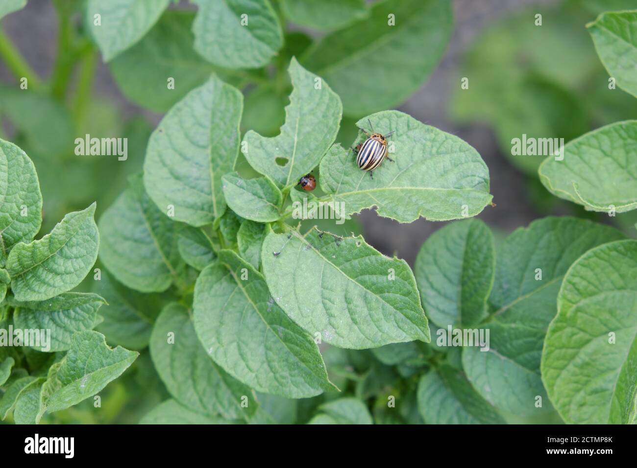Colorado potato beetle on a potato bush. Insect pest Stock Photo - Alamy