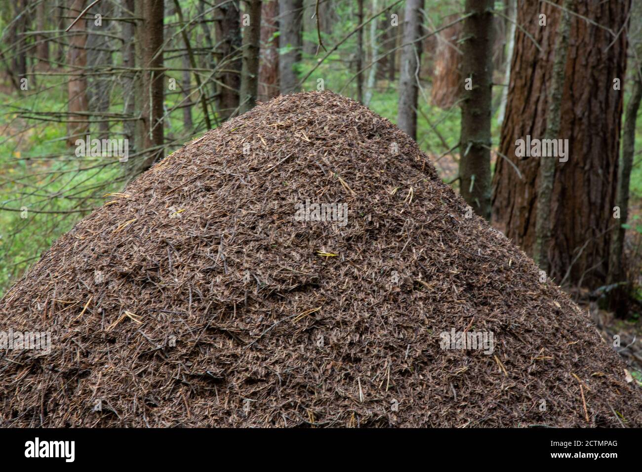 Big anthill in the forest. Huge house of ants Stock Photo - Alamy