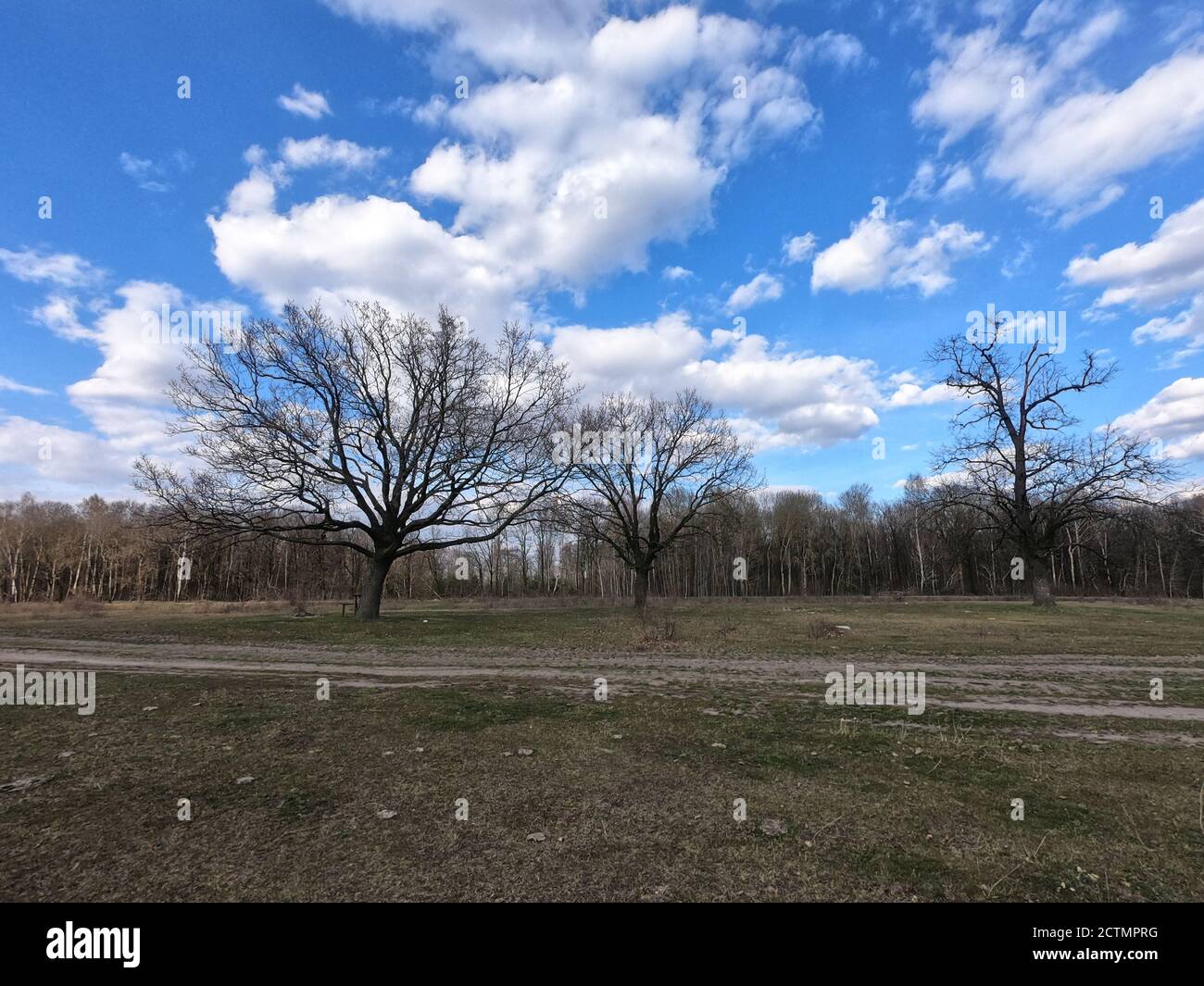 Branchy trees hi-res stock photography and images - Alamy